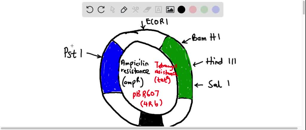 SOLVED: Plasmid pBR607 DNA is a double-stranded circle of 4 kilobase ...