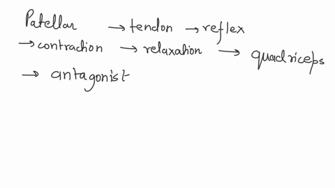 In the human knee jerk reflex as the calf is raised from the...