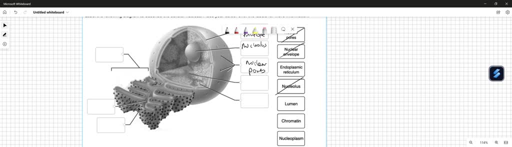 SOLVED: Label the following diagram to describe the cellular nucleus ...
