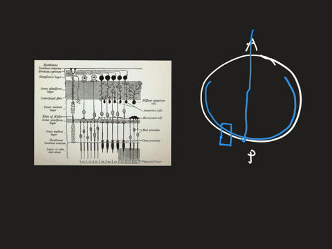 DRAW On the drawing of the retina below, add an...