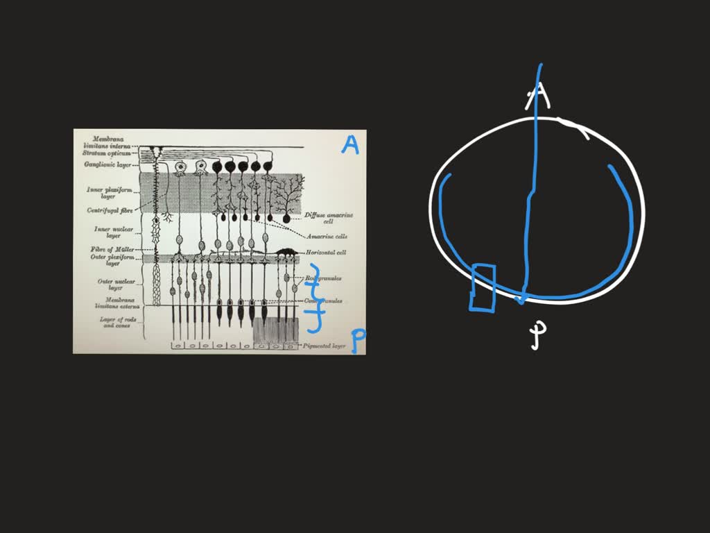SOLVED: Microscopic Anatomy of the Retina Draw the microscopic ...