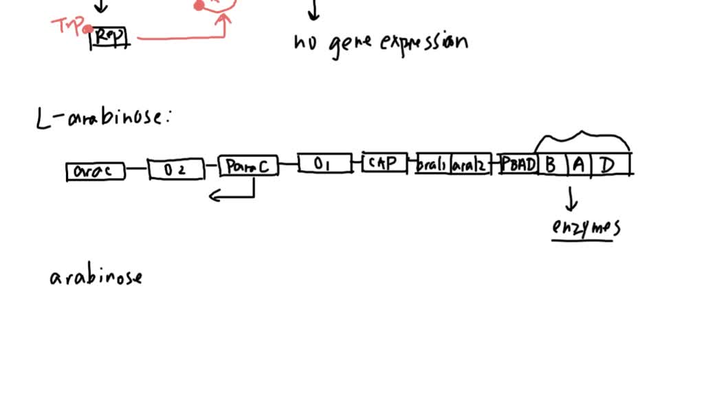 SOLVED: Illustrate the pathway of gene expression in tryp and l ...