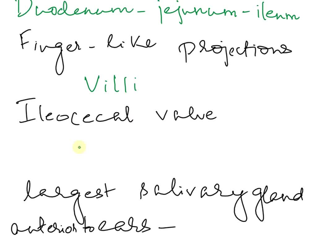 SOLVED: Question 7 Please order the segments of the ruminant digestive ...
