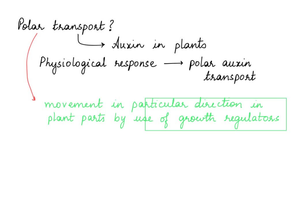SOLVED: AUXIN TRANSPORT: -Auxin transport is polar. What does this mean ...