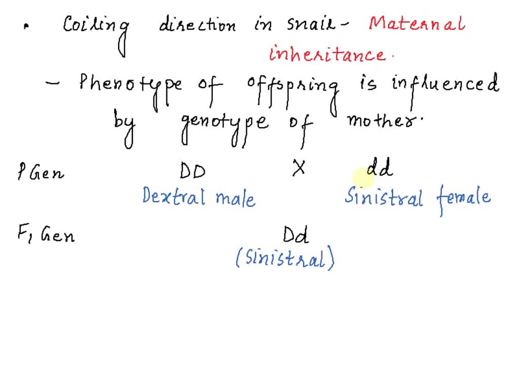 SOLVED: Snail coiling is due to a maternal effect gene; right is ...