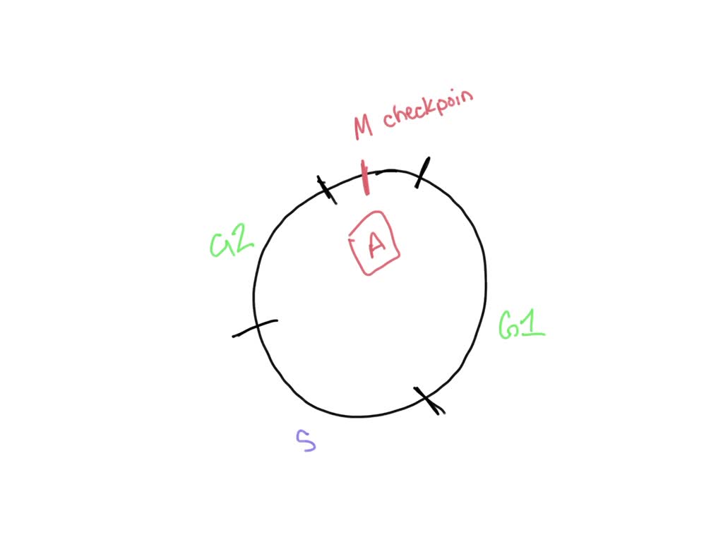 SOLVED: Cell division is initialized by the M checkpoint any interphase ...