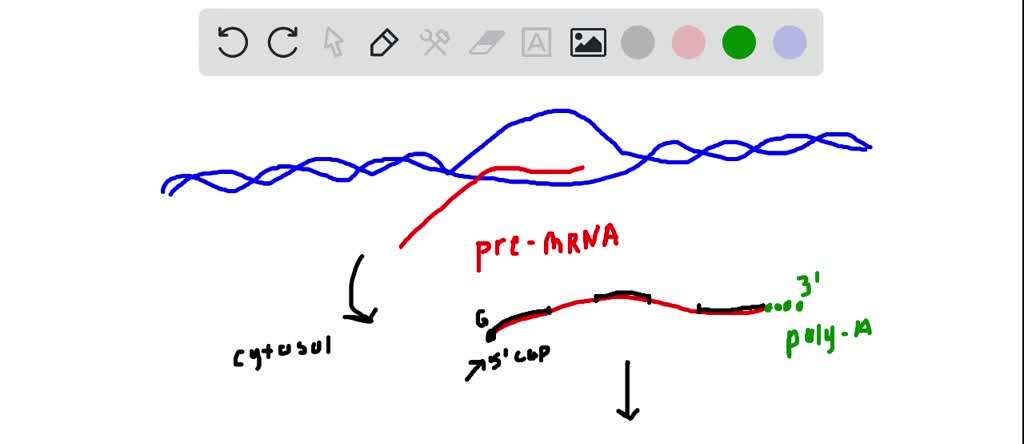 SOLVED: 34.How does the primary transcript the nucleus of = eukaryotic ...