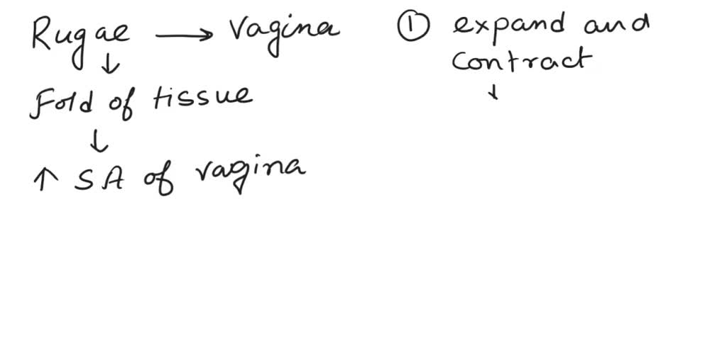SOLVED: Rugae refer to the: a. fibrous connective tissues that hold the ...