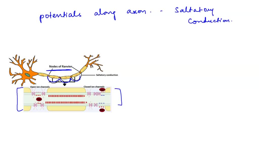 Saltatory Conduction
