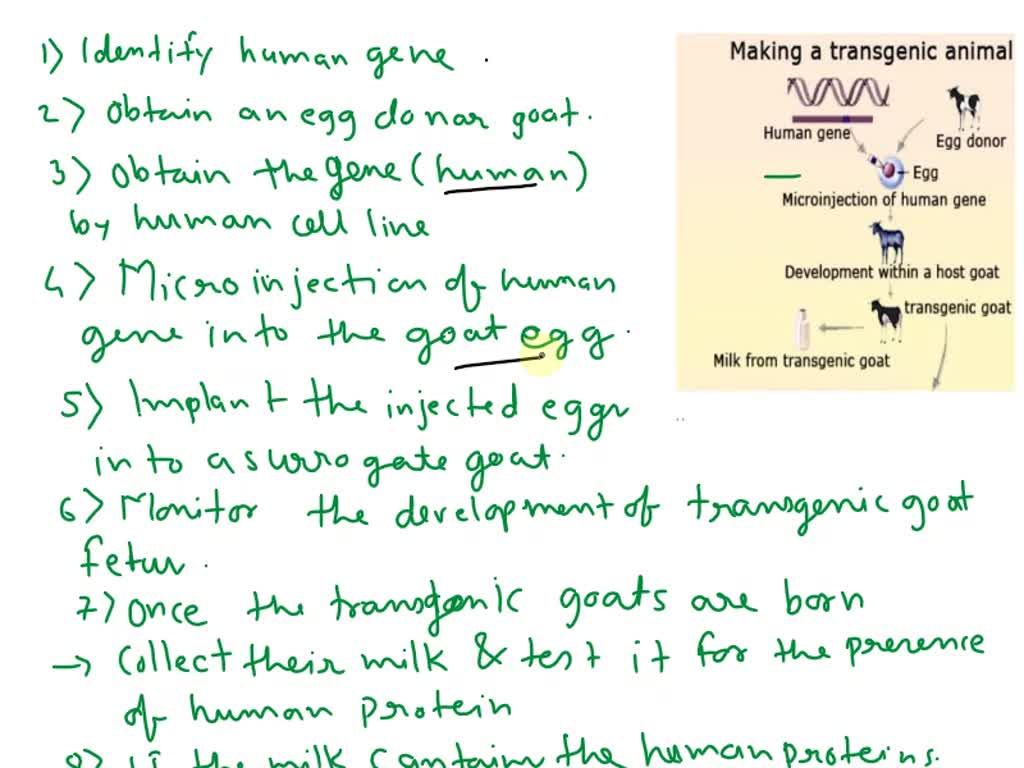 SOLVED: Making a transgenic animal Human gene Egg donor Egg ...