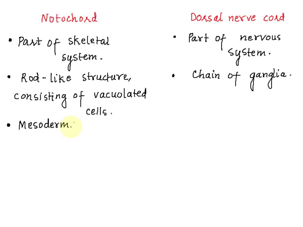 SOLVED: Explain the difference between the posterior (dorsal) root of ...