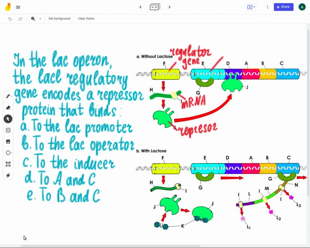SOLVED: 6. In the lac operon, the lacI regulatory gene encodes a ...