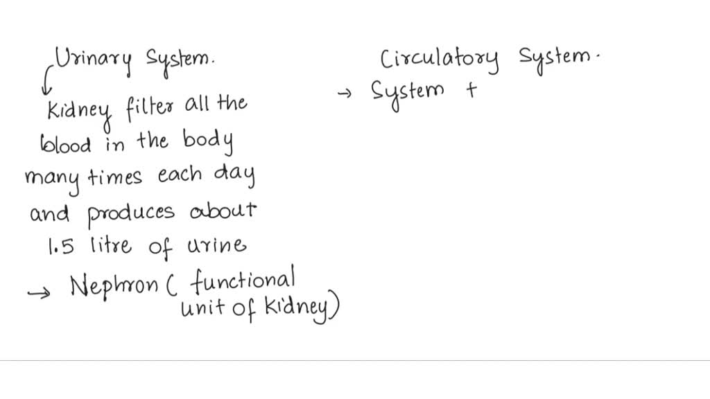 SOLVED What Two Body Systems Interact When Blood Filters Through The solved-what-two-body-systems-interact-when-blood-filters-through-the