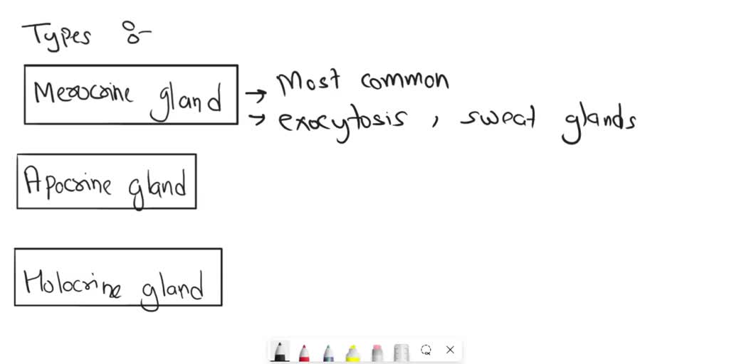 SOLVED: Label the types of simple exocrine glands based on their ... SOLVED: Label the types of simple exocrine glands based on their ...