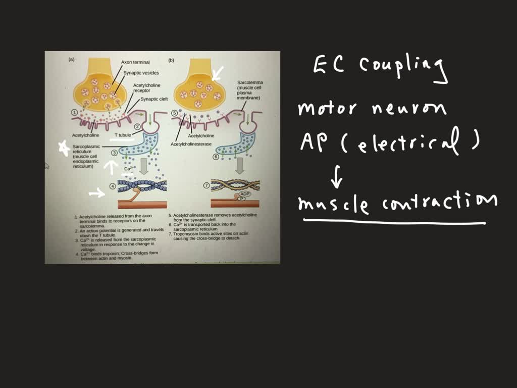 SOLVED: Which of the following best describes the contraction phase of ...