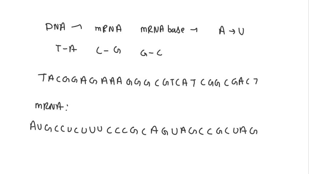 SOLVED: Transcription and Genetic Code Translate the below strand of ...