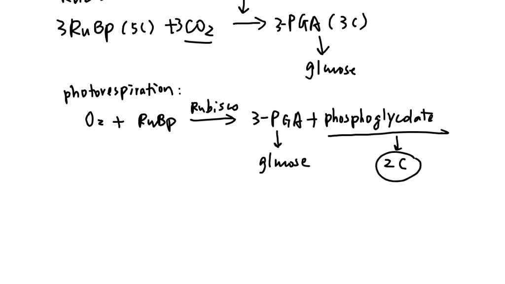SOLVED: Given that Rubisco is highly selective for CO2, why - in a ...