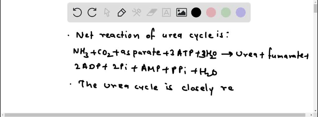 SOLVED: Write an equation for the net reaction of the urea cycle. Show ...