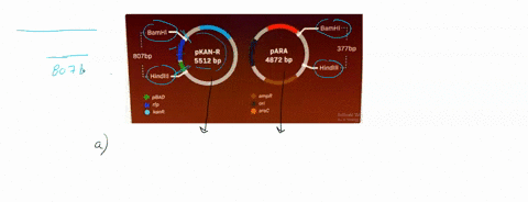 2 based on these plasmid maps what are the expected fragment...
