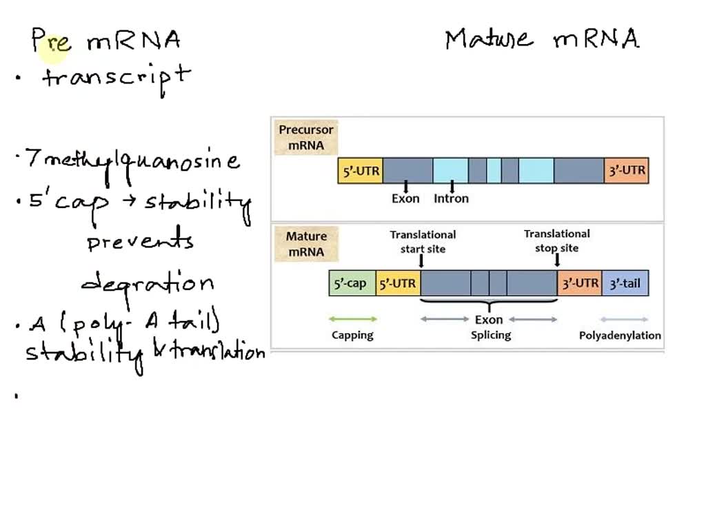 SOLVED: In eukaryotes what is the difference between primary mRNA and ...