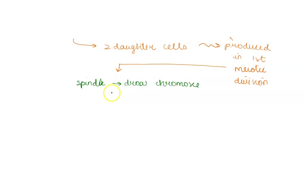 SOLVED: Metaphase of Meiosis II: Chromosome Alignment and Order During ...