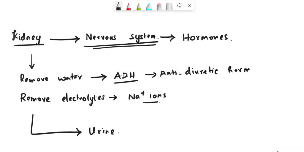 SOLVED: How does the nervous system affect the excretory system? O A ...