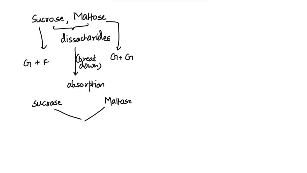 SOLVED: Although sucrose and maltose are important to the human diet ...