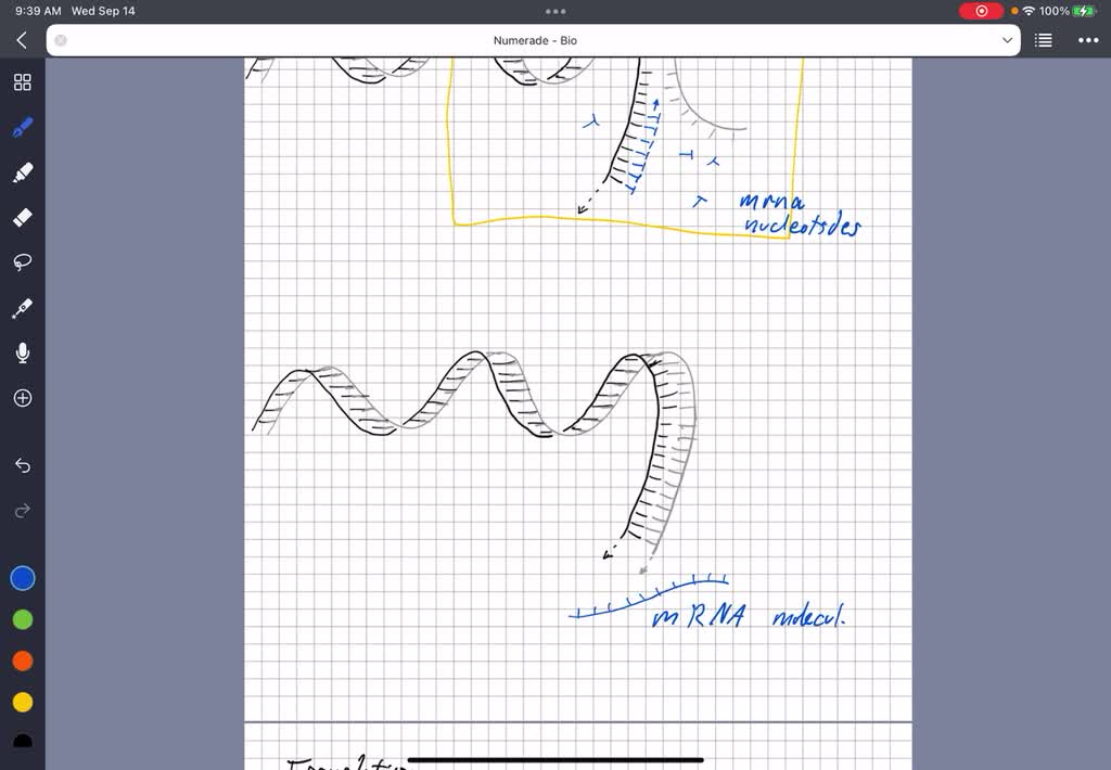 SOLVED: 8 Illustrate protein synthesis as described below ...