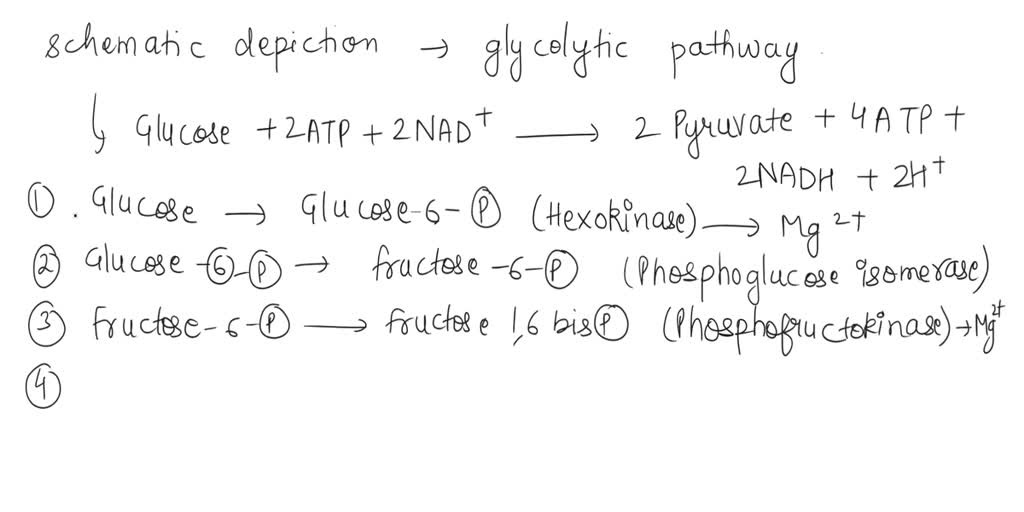 SOLVED: Give a schematic depiction of the glycolytic pathway showing ...