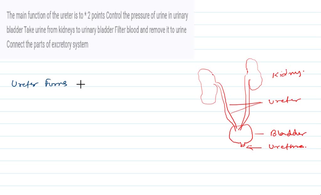 SOLVED: The main function of the ureter is to * 2 points Control the ...