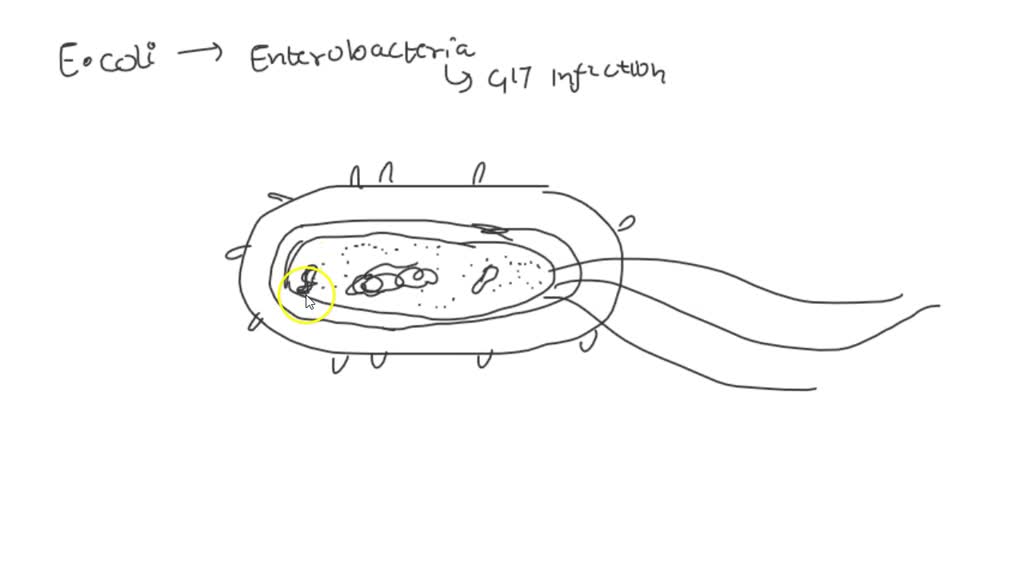 SOLVED: Draw a labelled sketch of a cell E.coli.