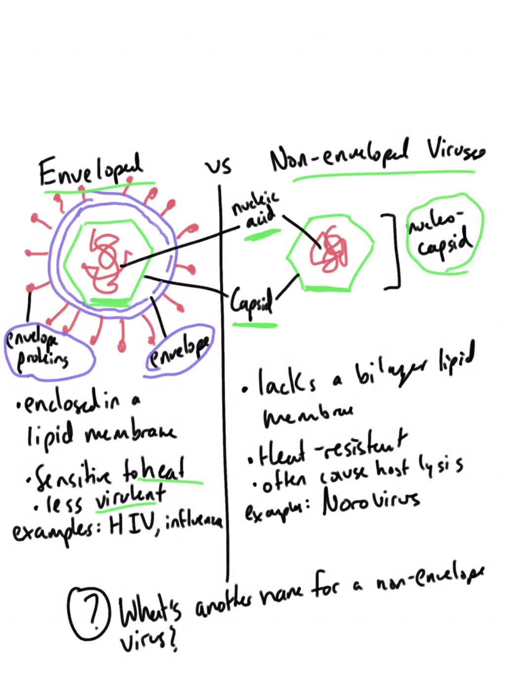 SOLVED: Typical shape of enveloped viruses I5 Roughly spehrical 0 B ...