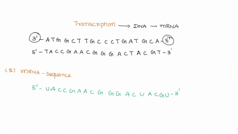 Directions: Protein Synthesis Worksheet 1 st Fill in the complimentary ...
