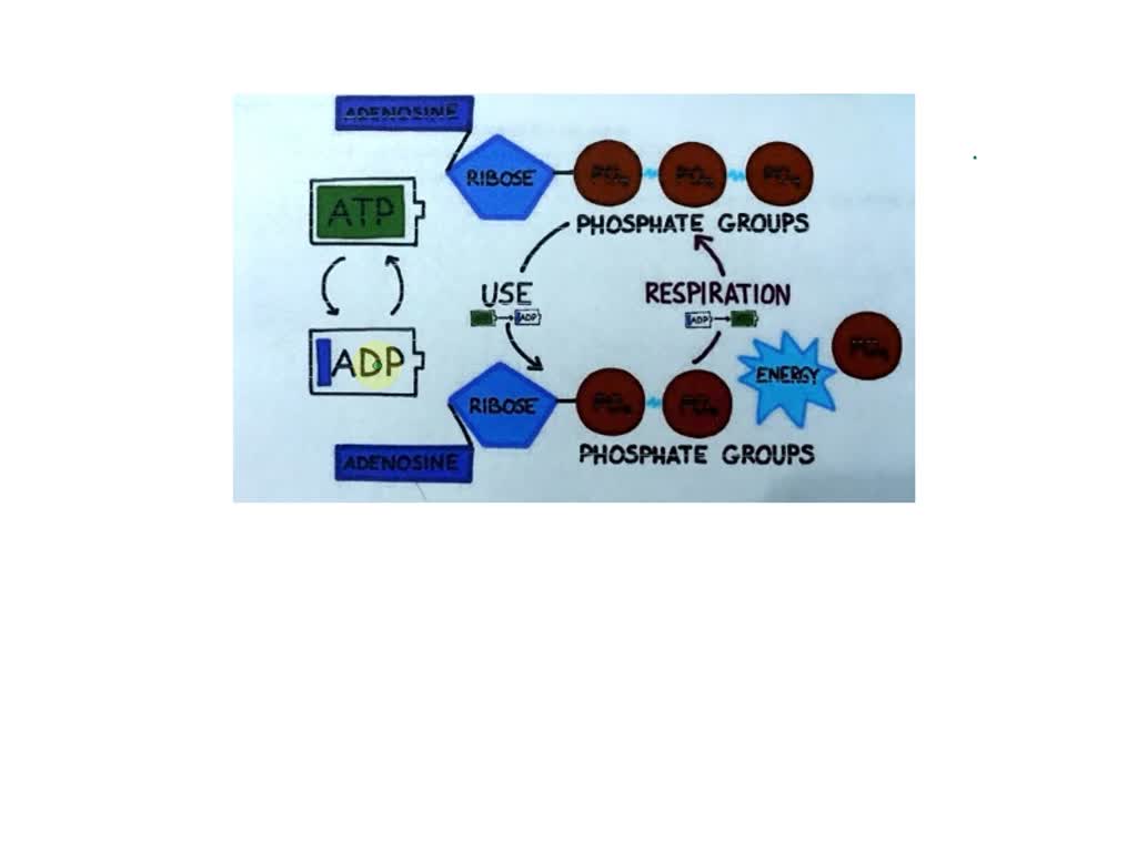SOLVED: ATP + ADP + Pi, what is released in this reaction? Adenosine ...