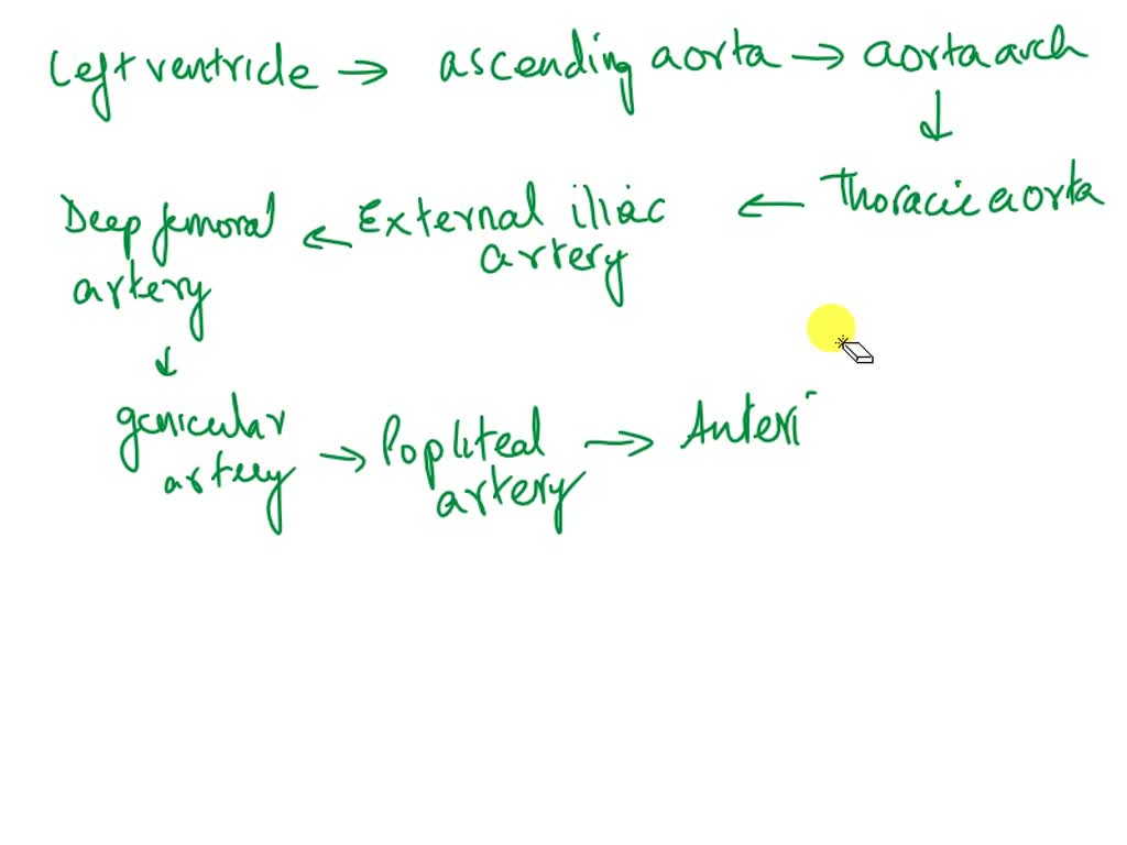 SOLVED: Activity 10 TRACE 4 From the heart to the distal part of the ...