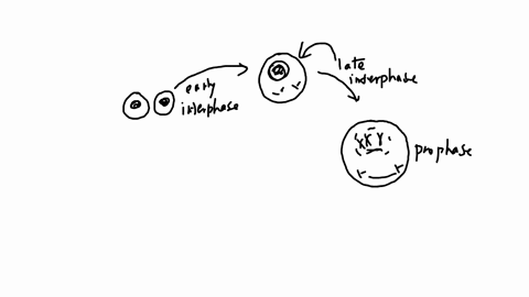 [GET ANSWER] Drag the images to arrange them in the correct sequence of events that occur during ...