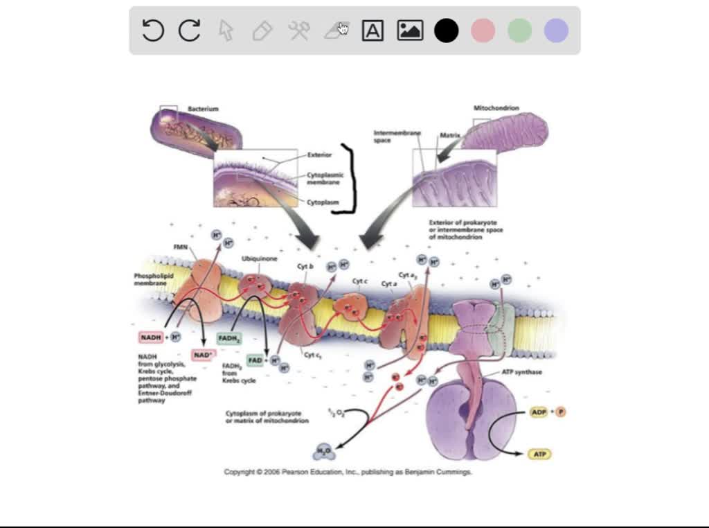 SOLVED: Summarize how the electron transport chain functions to produce ...