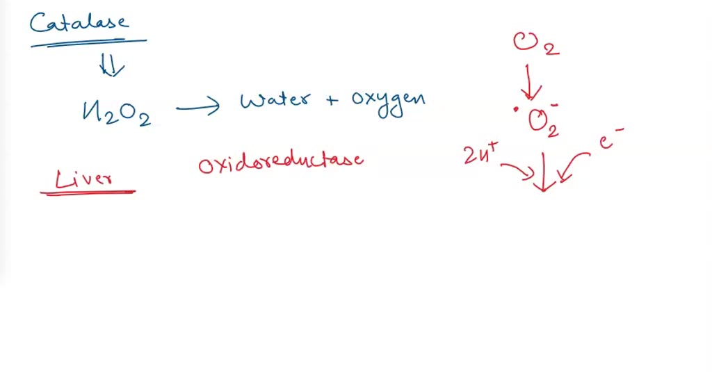 SOLVED: Cells that have the enzyme catalase use it to... A. Convert ...