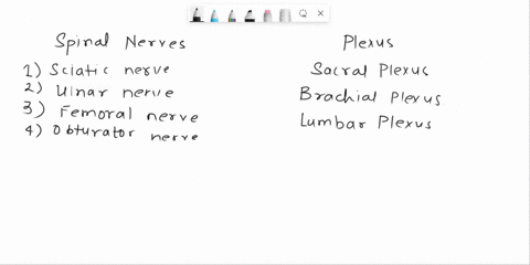 Spinal Nerves Complete the table below regarding the spinal...