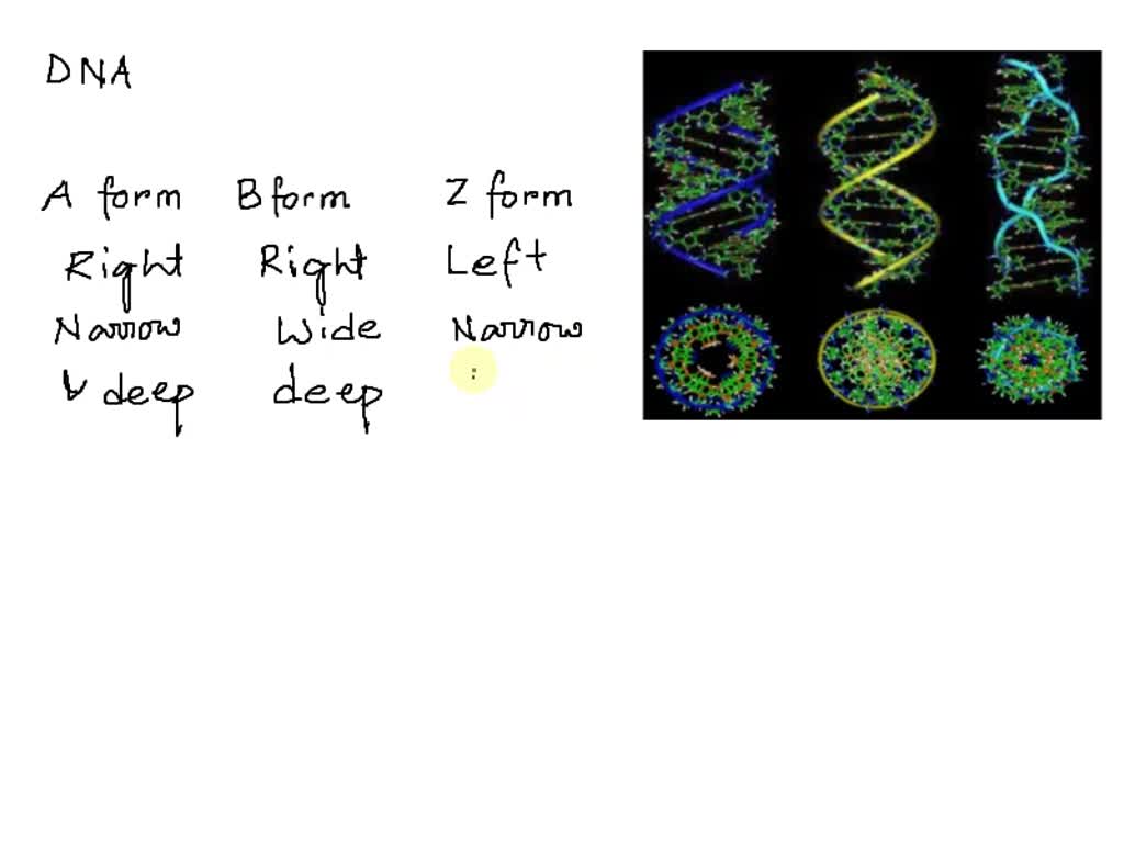 SOLVED: All of the following are differences between and B and forms of ...