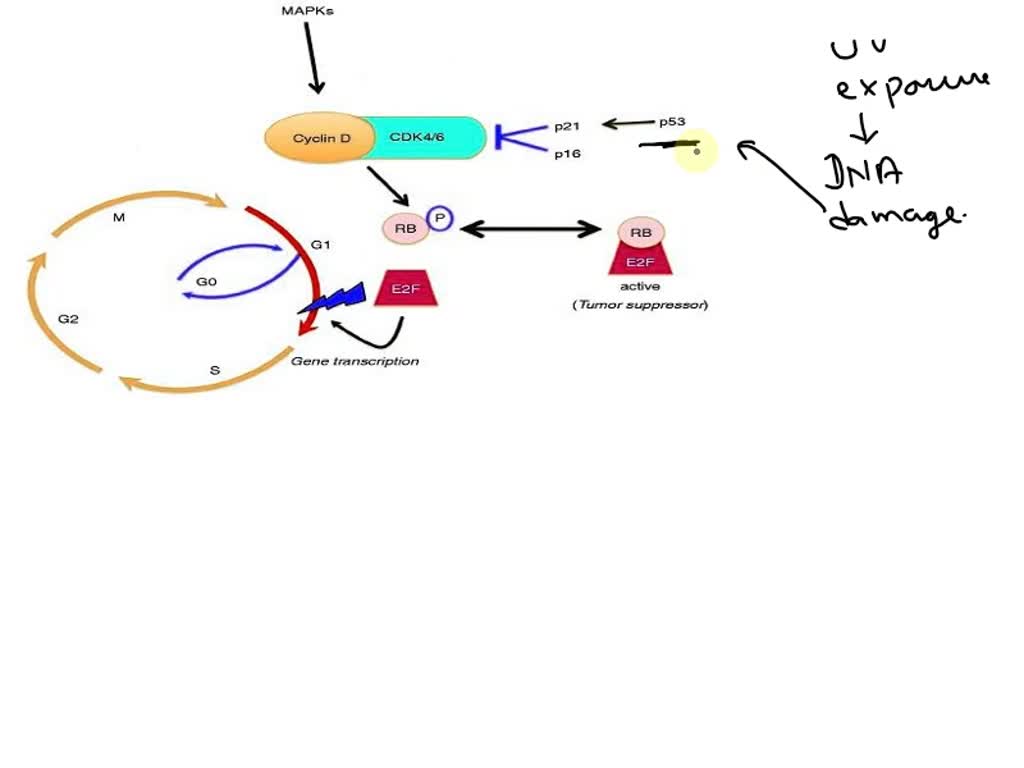 SOLVED: Q1. Panels A and B to the right are H E-stained histological ...