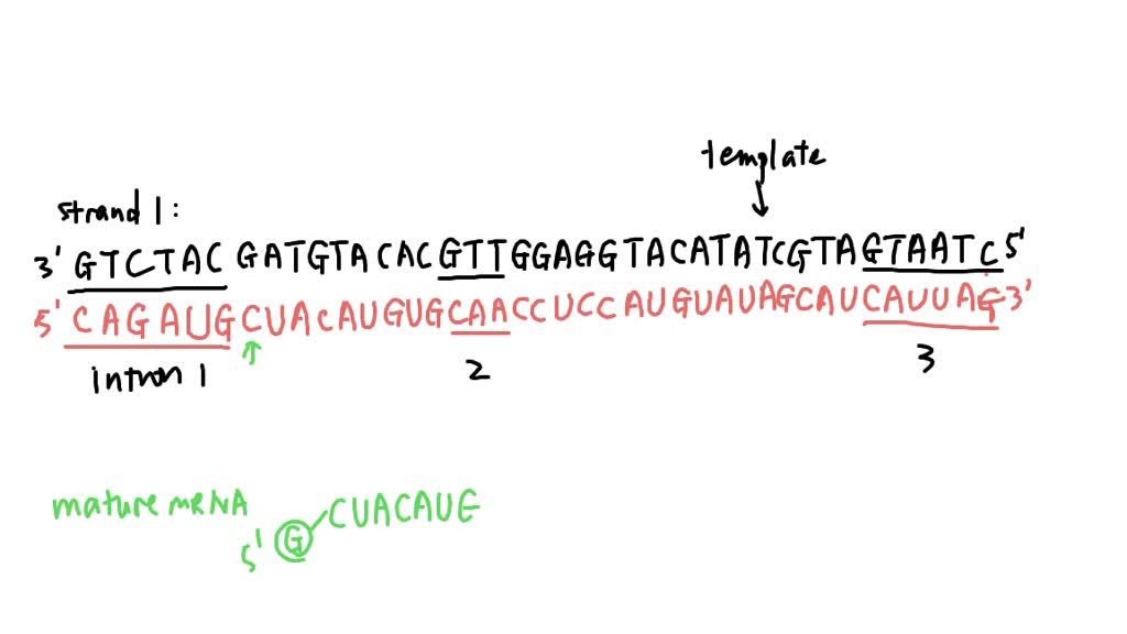 SOLVED: Below is shown part of a molecule of DNA from a eukaryotic cell including the complete ...