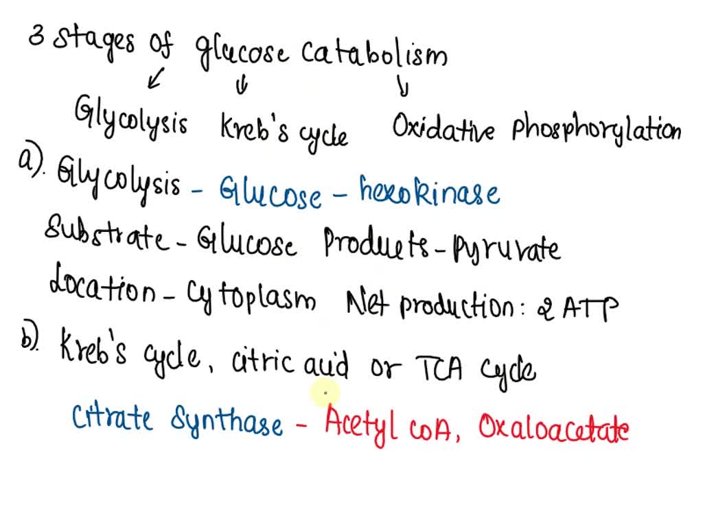 SOLVED: Describe the three stages of glucose catabolism (glycolysis ... SOLVED: Describe the three stages of glucose catabolism (glycolysis ...