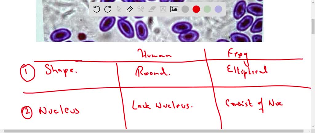 SOLVED: Question 2; Below is a picture of frog red blood cells: What ...