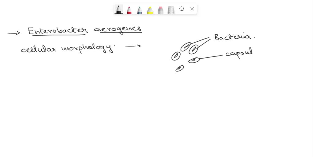 SOLVED: Ex. 3-8 Capsule Stain OBSERVATIONS AND INTERPRETATIONS Record ...