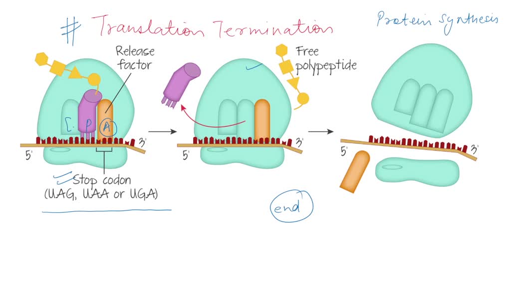 SOLVED: Termination of translation, how does that occur? Are ...