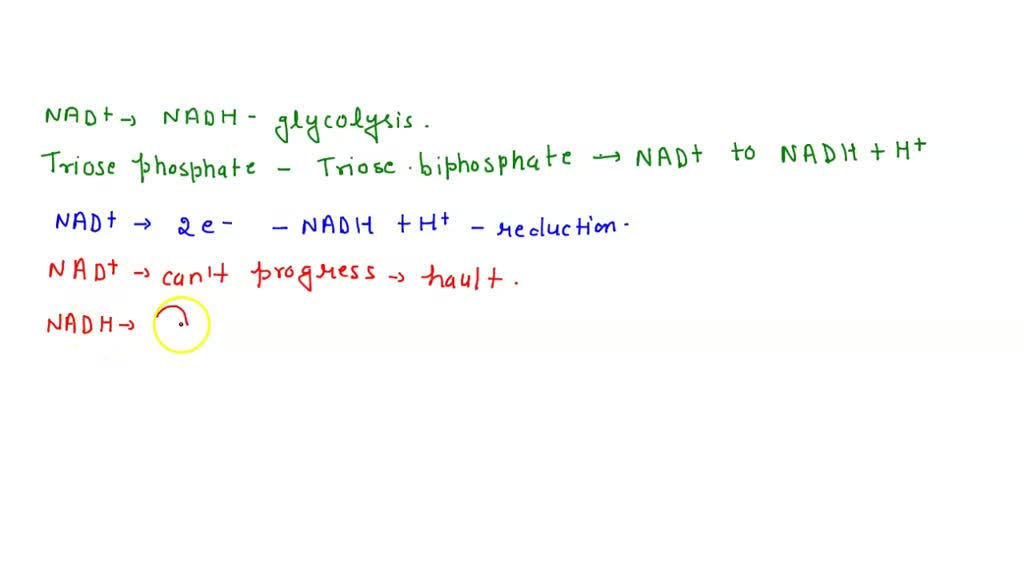 SOLVED: NAD+ is required for glycolysis because Group of answer choices ...