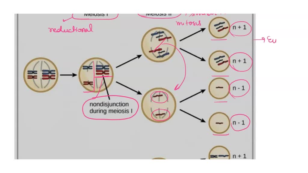 SOLVED: Choose the possible consequences of errors in meiosis. 1) the ...