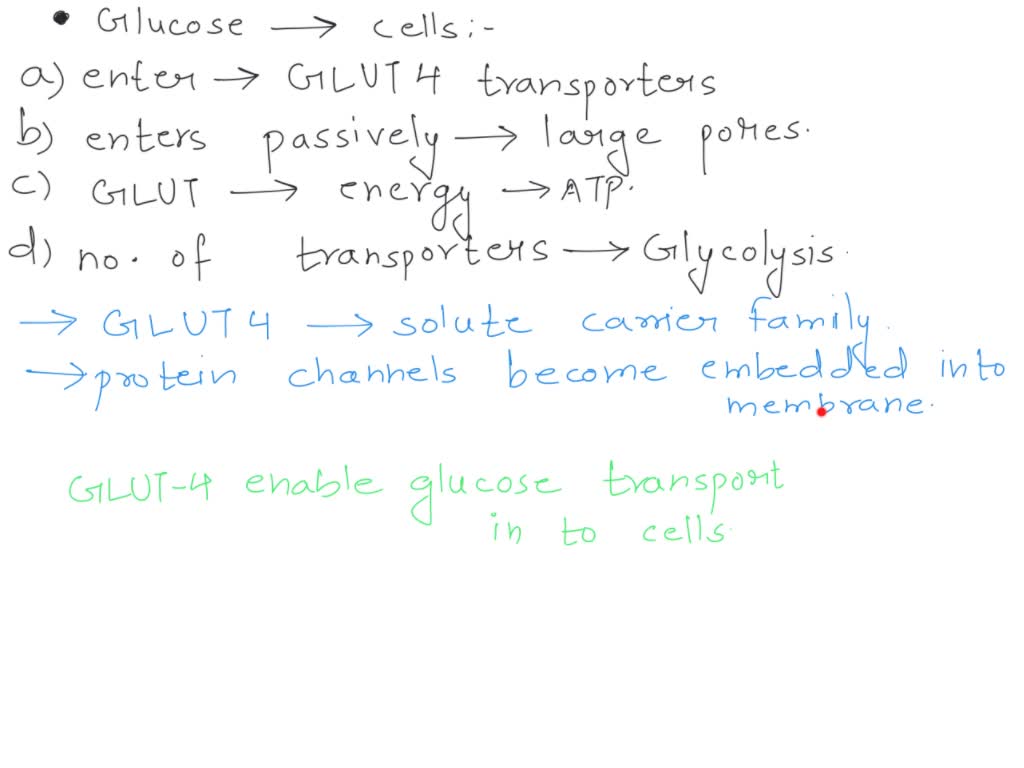 SOLVED: 'Glucose transporler GLUT-1, facililales the movement glucose across membranes GLUT-1 is ...