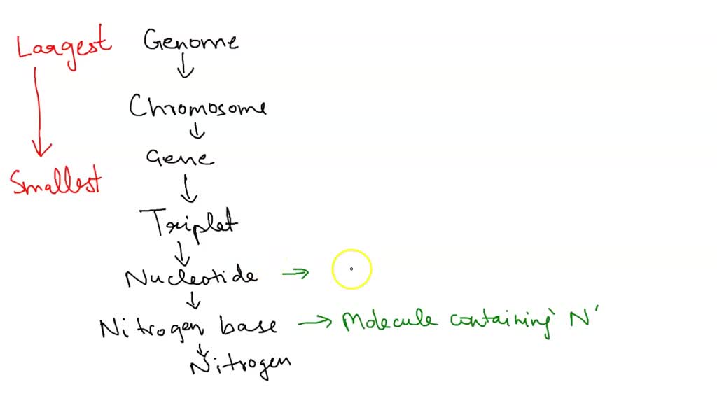 SOLVED: This is the correct sorting from larger to smallest: Genome ...